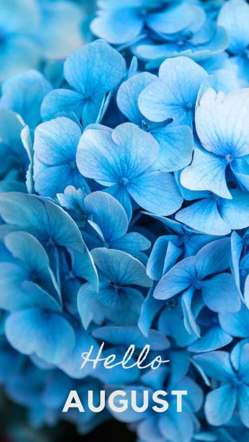 August Wallpaper - iXpap