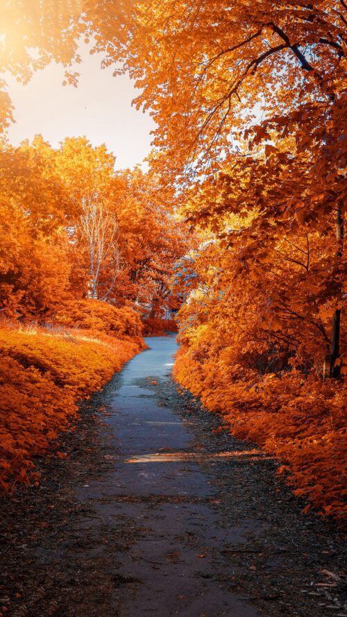 Fall Themed Wallpaper - iXpap