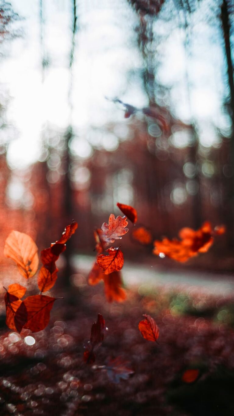 Fall Themed Wallpaper - iXpap