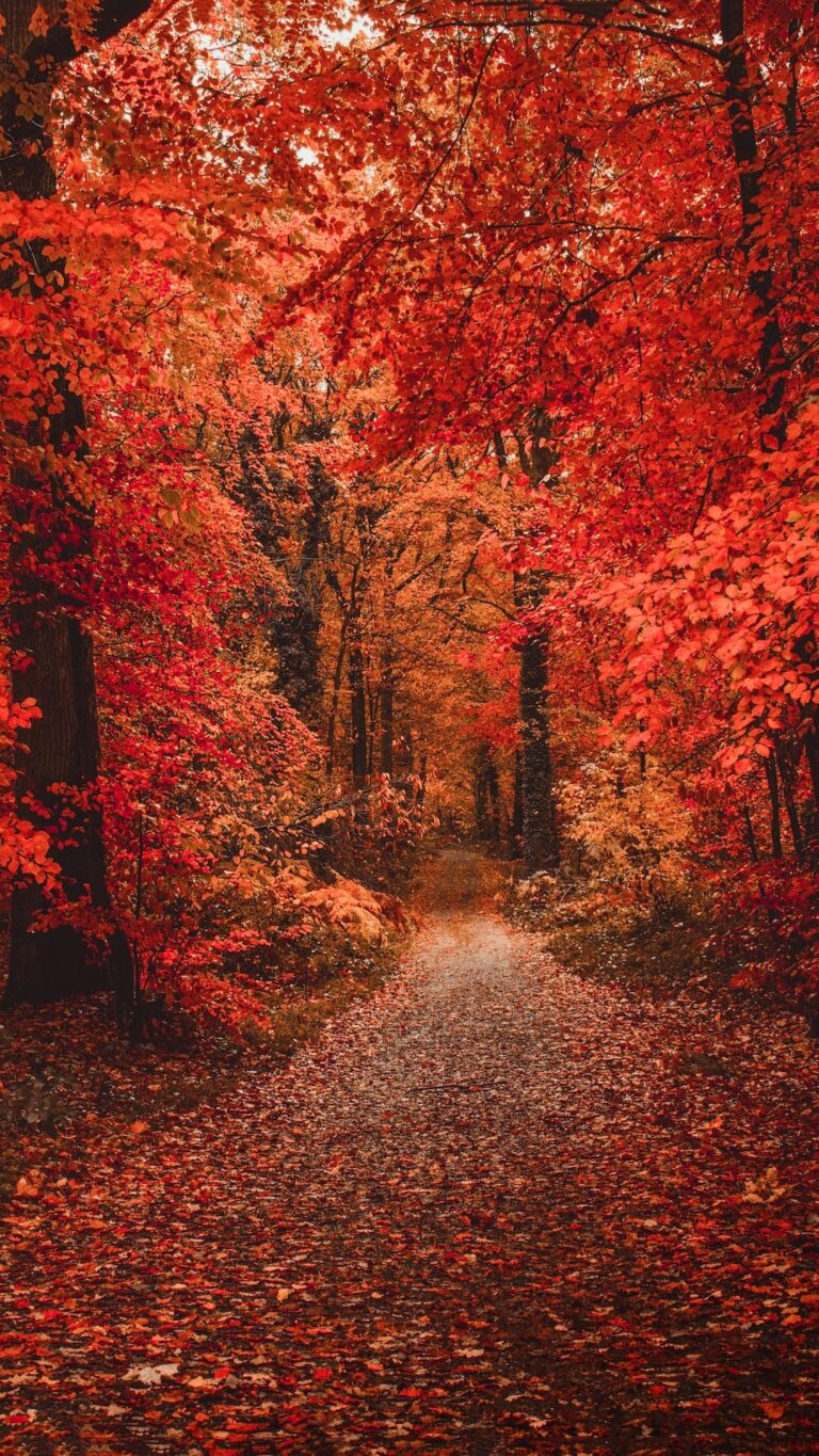 Herbst Wallpaper - iXpap