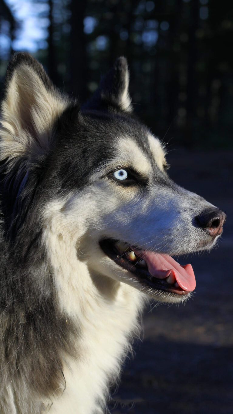 Husky Wallpaper - iXpap