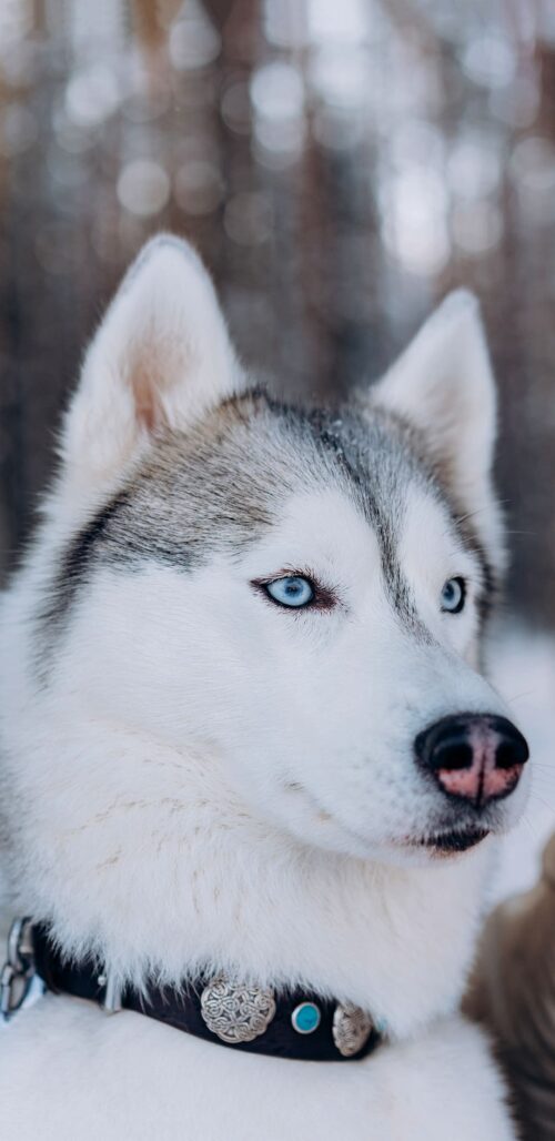 Husky Wallpaper - iXpap