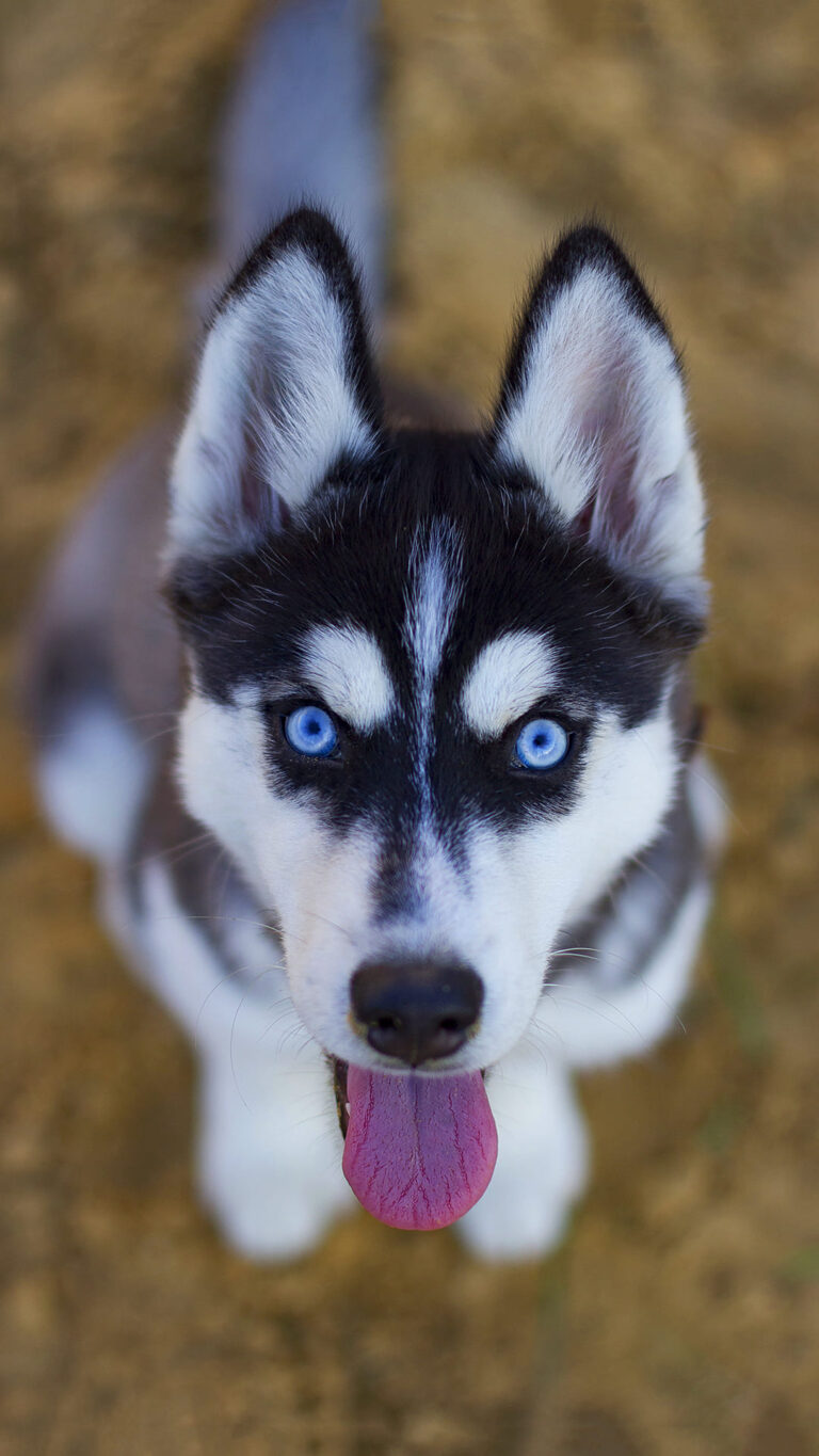 Husky Wallpaper - iXpap