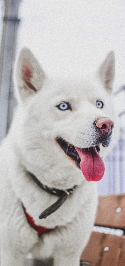 Husky Wallpaper - iXpap