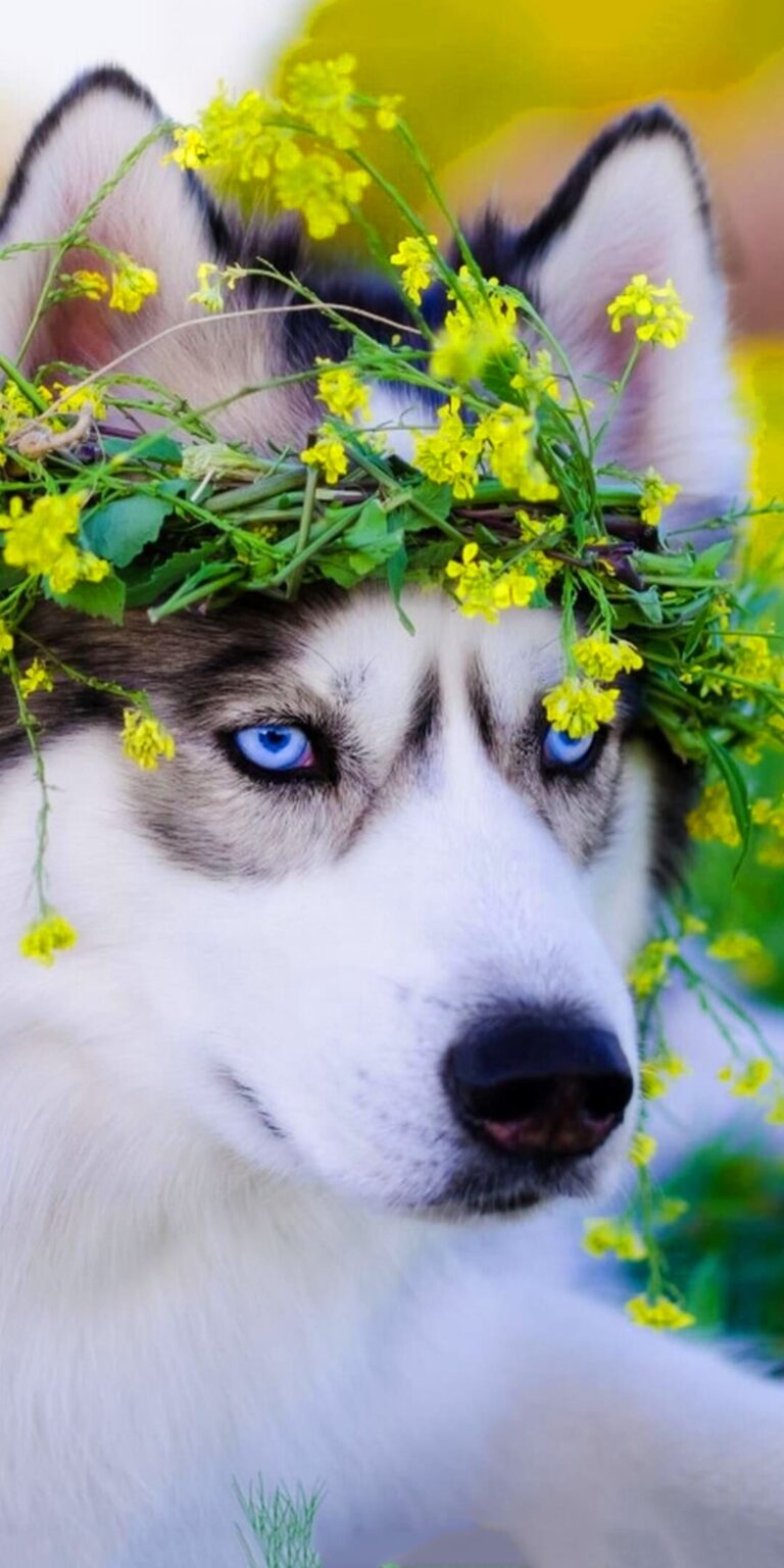 Husky Wallpaper - iXpap