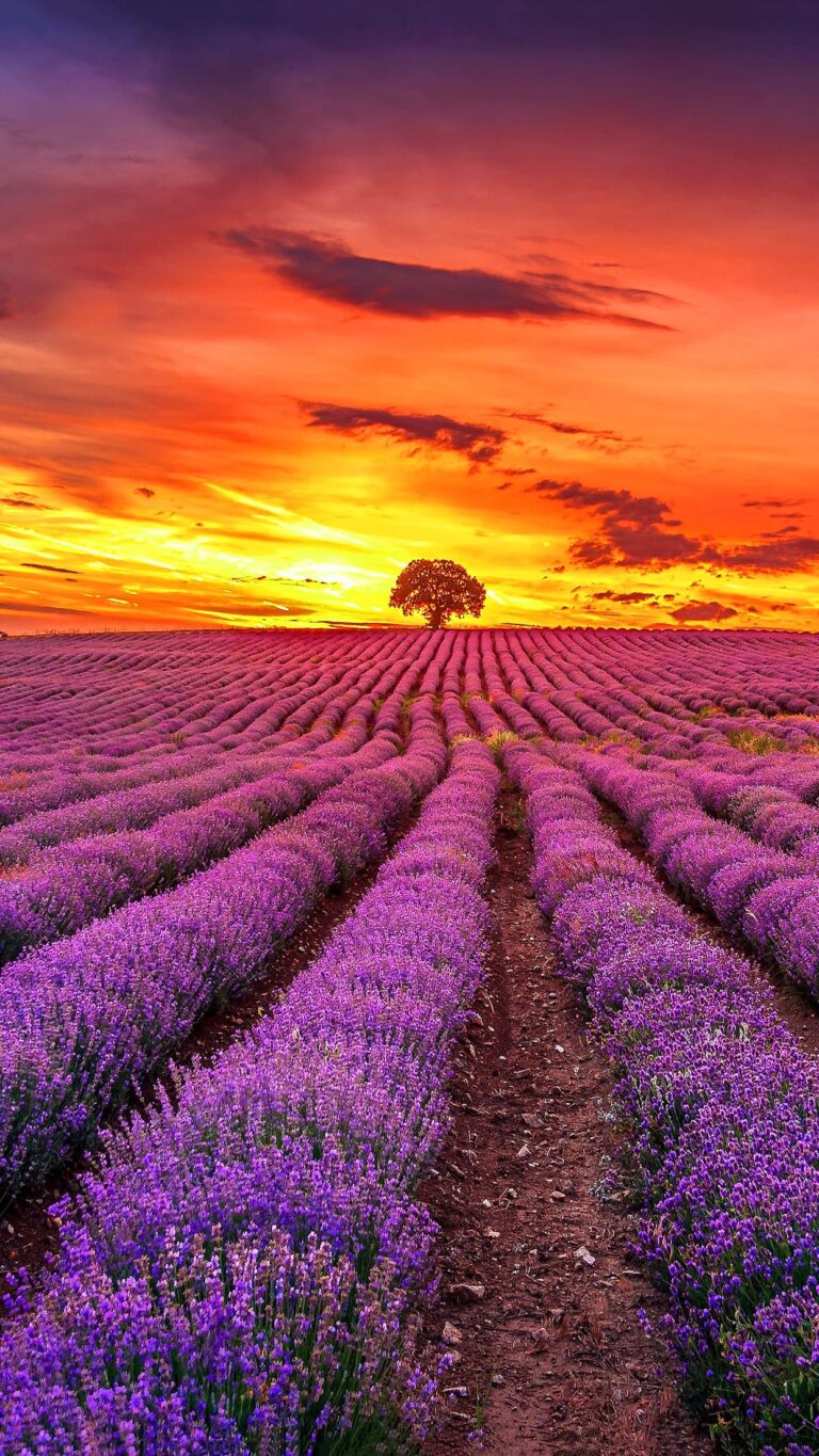 Lavender Wallpaper - iXpap
