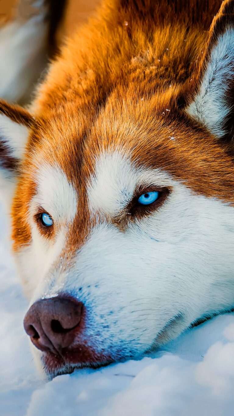 Red Husky Wallpaper - iXpap