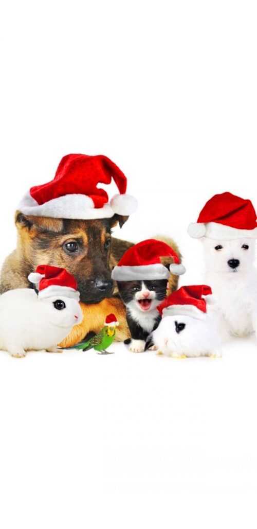 Christmas Animals Wallpaper - iXpap