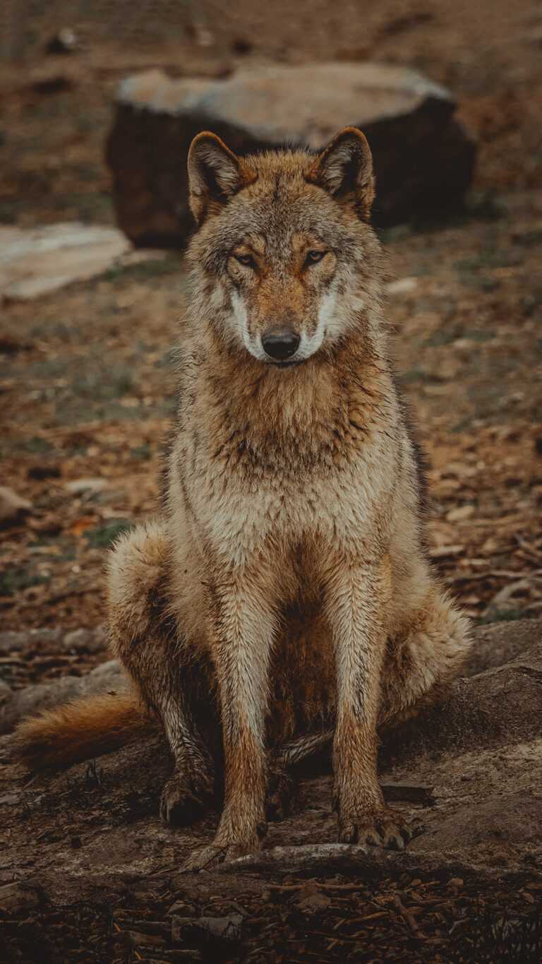 Sigma Male Wallpaper - iXpap