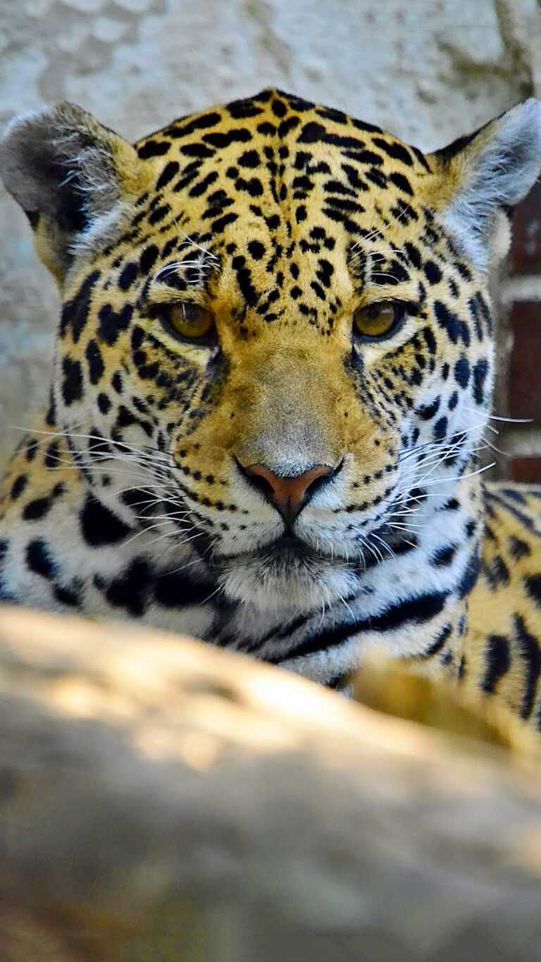 Leopard Wallpaper - iXpap