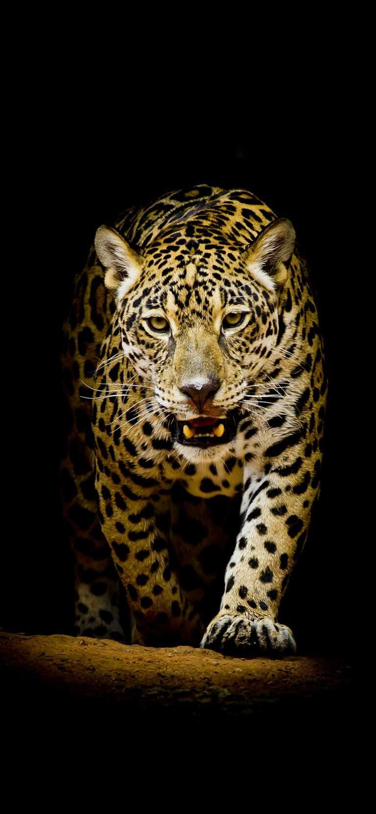 Leopard Wallpaper - iXpap