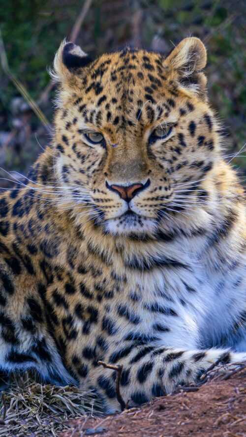 Leopard Wallpaper - iXpap