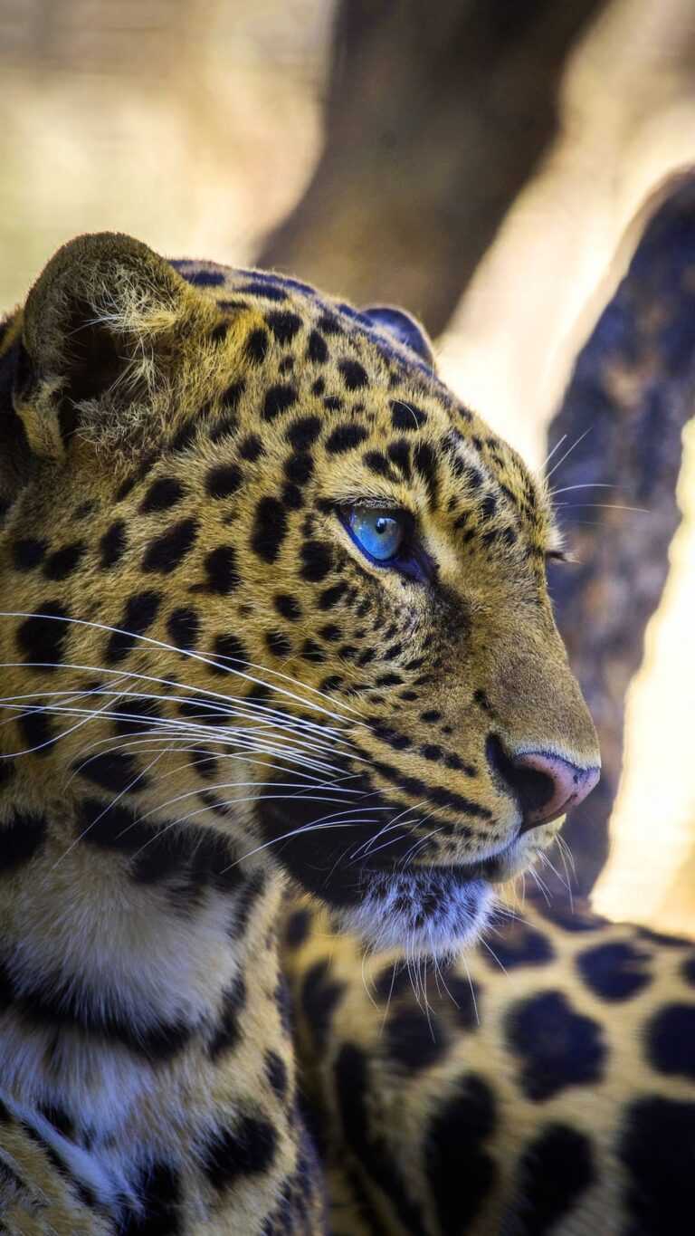 Leopard Wallpaper - iXpap