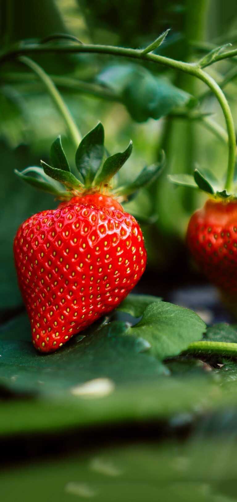 Strawberry Wallpaper - iXpap