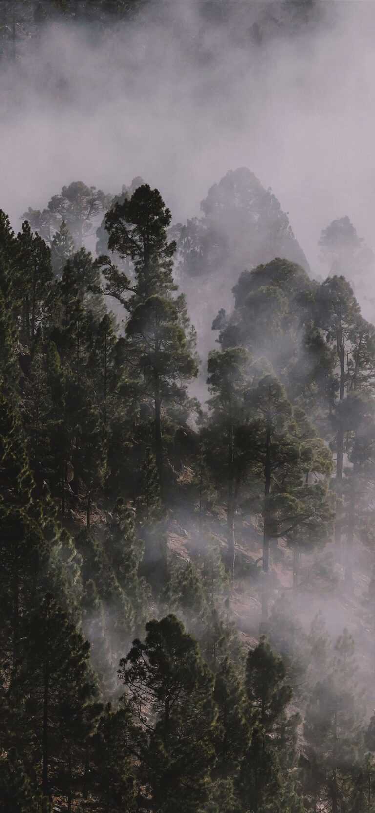 Fog Wallpaper - iXpap