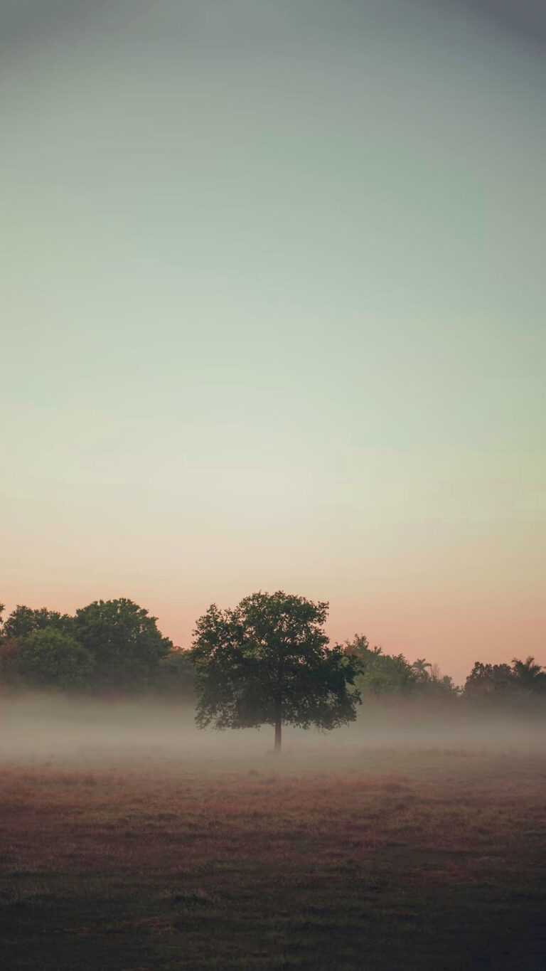 Fog Wallpaper - iXpap