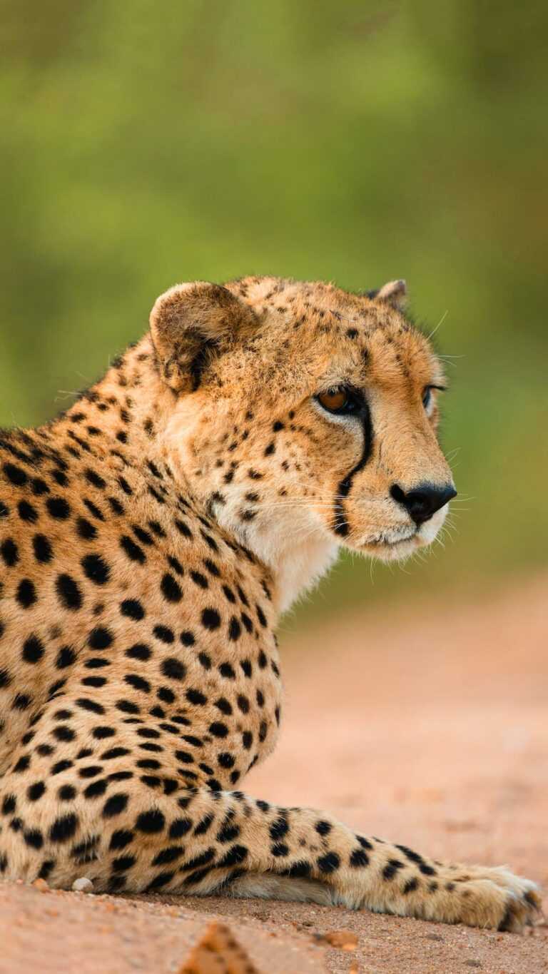 Cheetah Wallpaper - iXpap