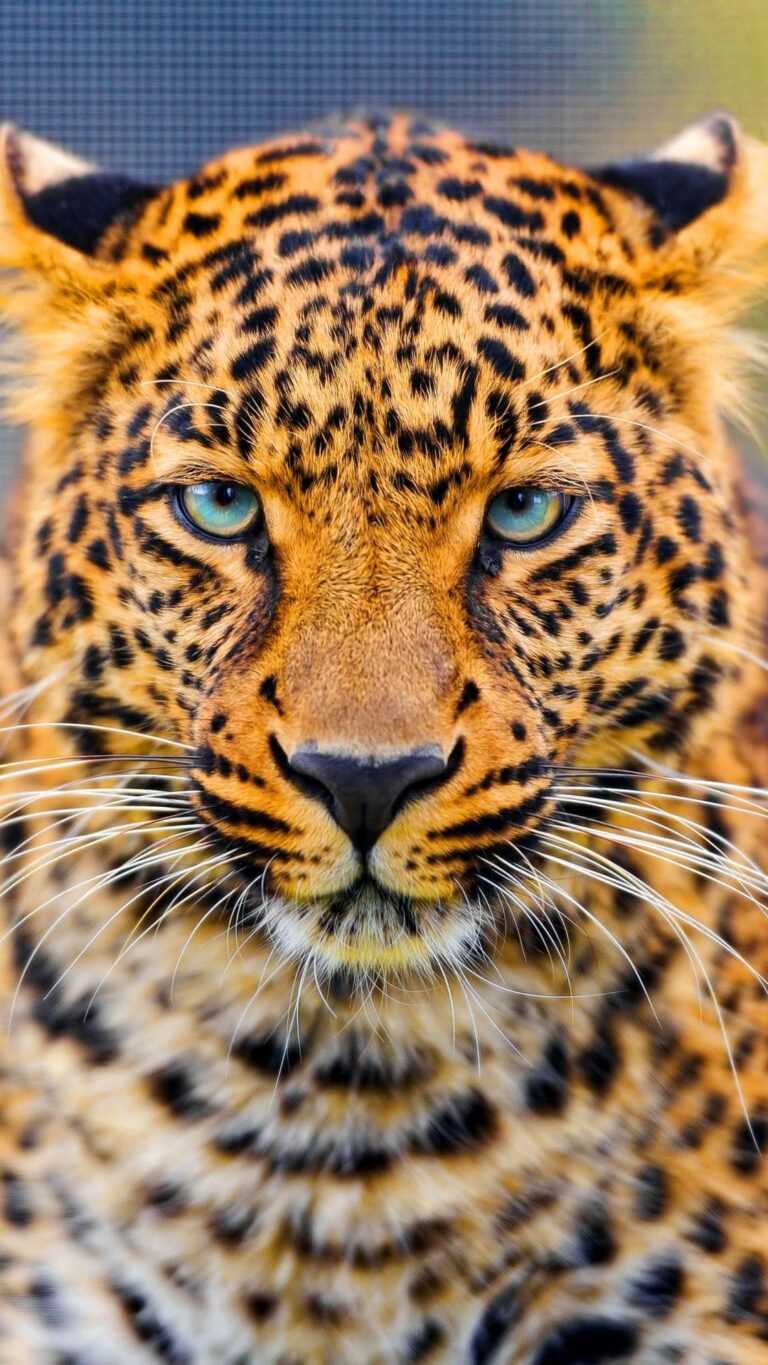 Cheetah Wallpaper - iXpap