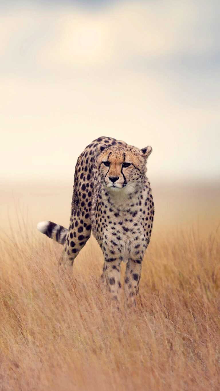 Cheetah Wallpaper - iXpap