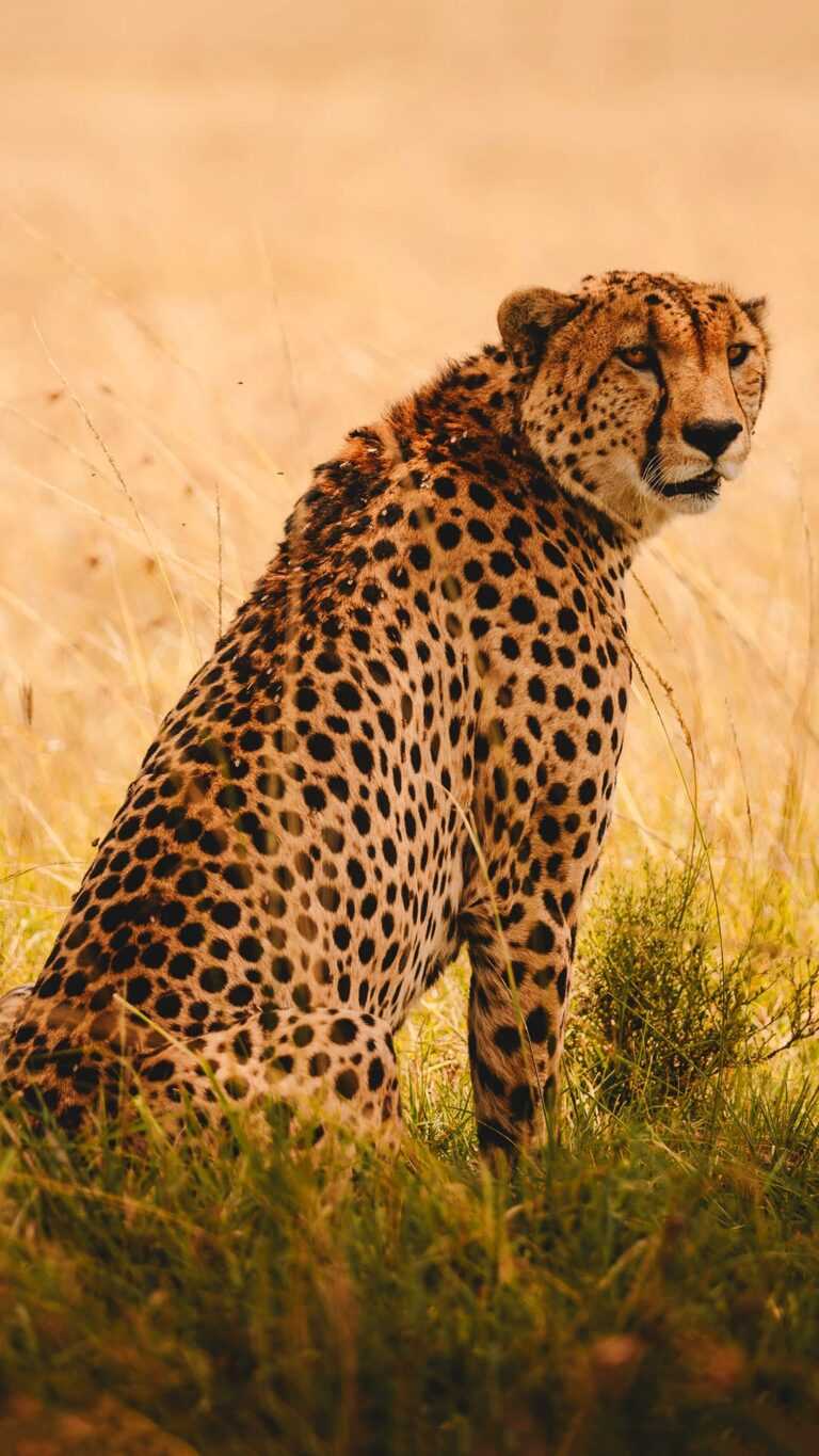 Cheetah Wallpaper - iXpap