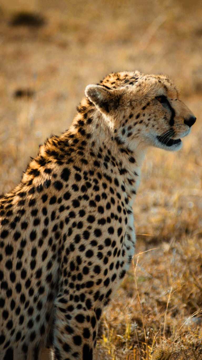 Cheetah Wallpaper - iXpap