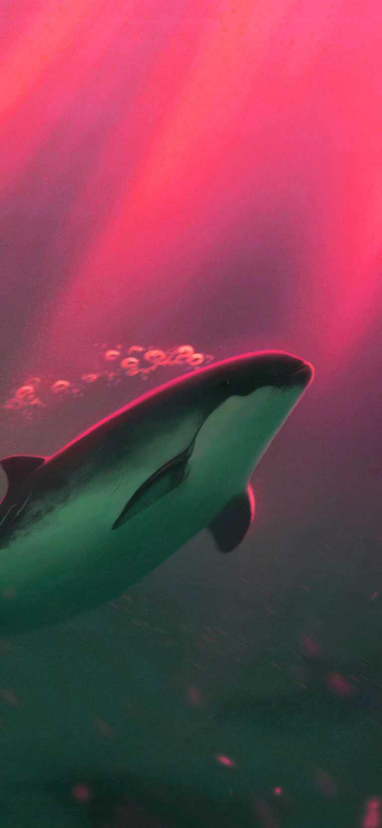 Dolphin Wallpaper - iXpap