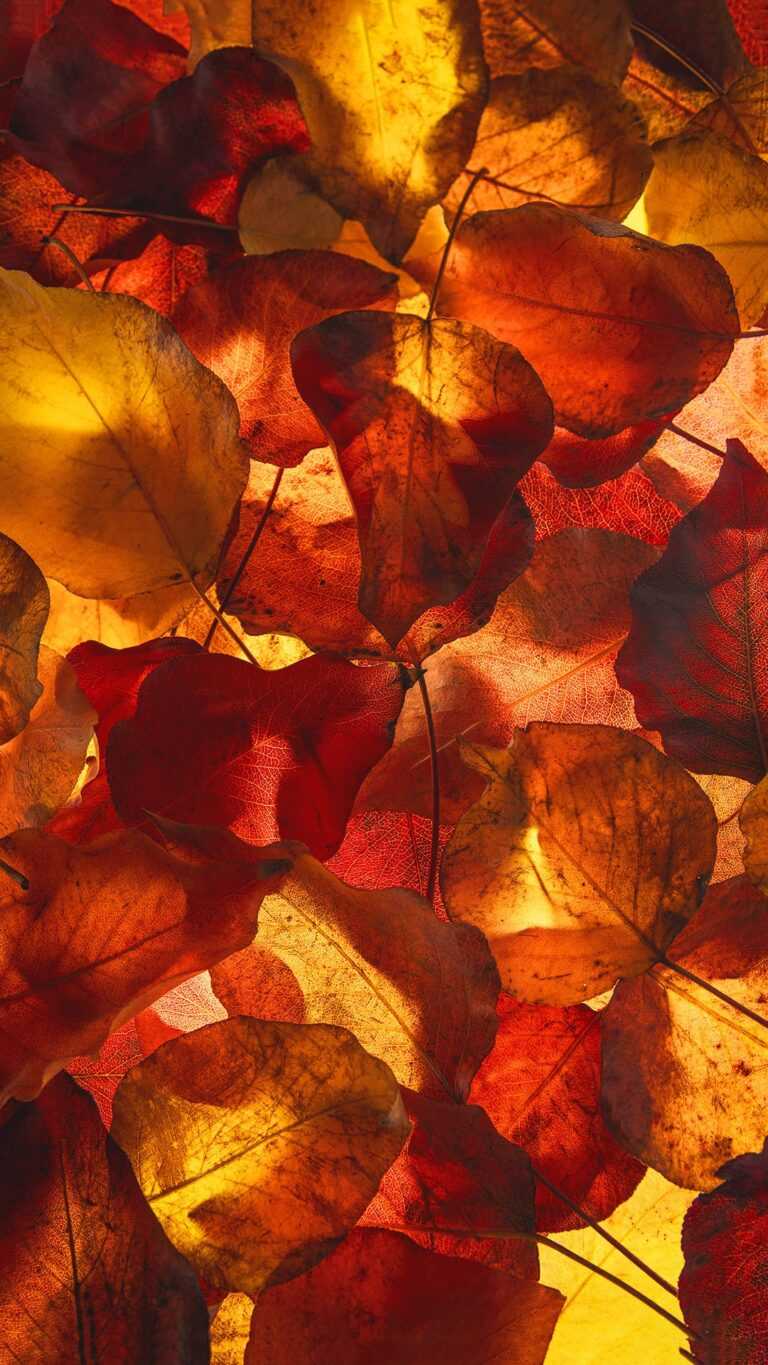 Fall Themed Wallpaper - iXpap