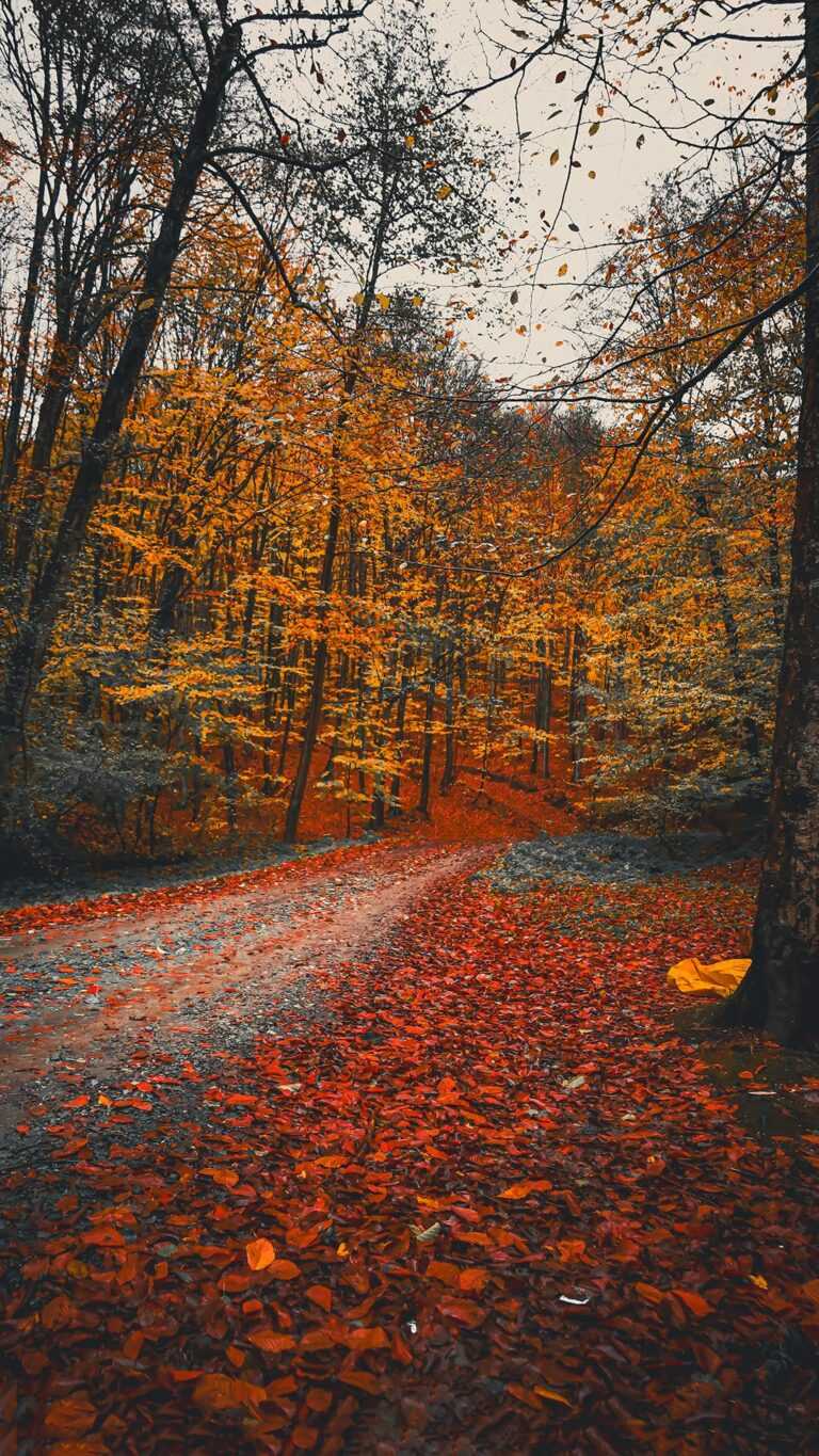 Fall Themed Wallpaper - iXpap