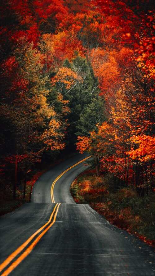 Palworld Wallpaper - iXpap