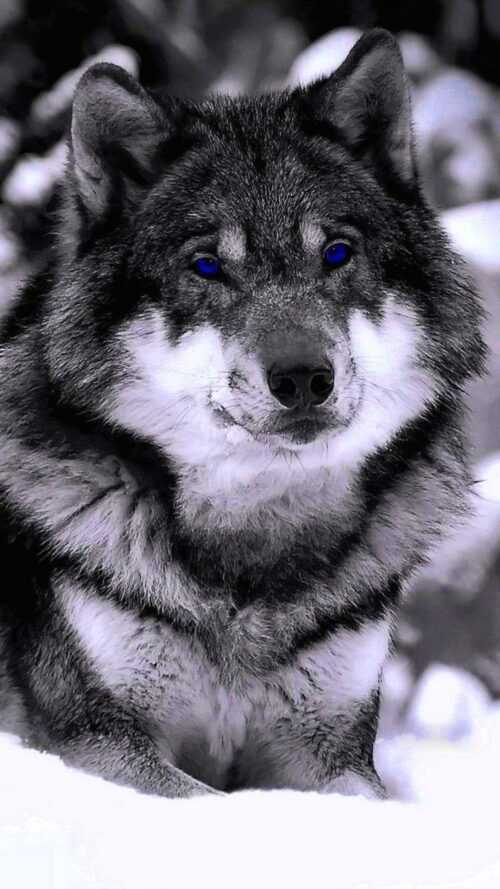 Alpha Wolf Wallpaper - iXpap