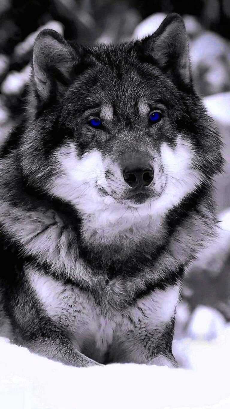 Alpha Wolf Wallpaper - iXpap