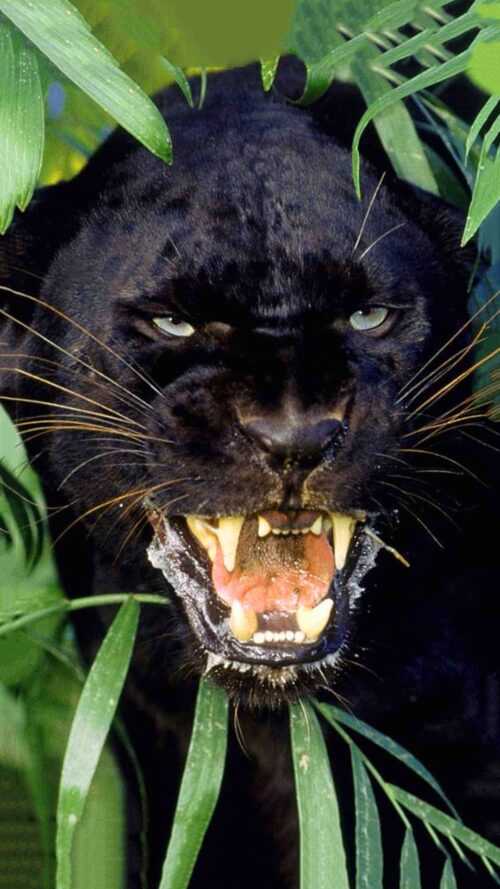 Latest Wallpapers Ixpap