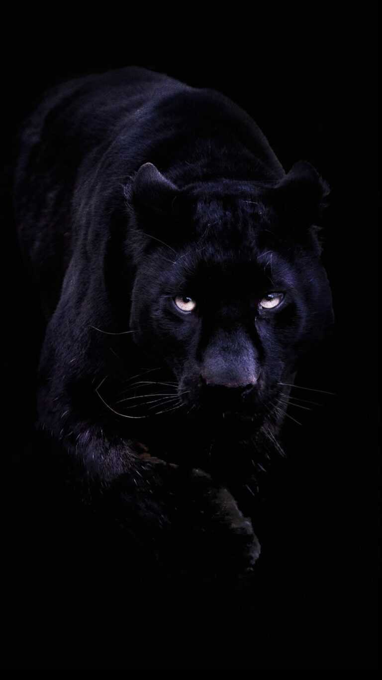 Panther Wallpaper - iXpap