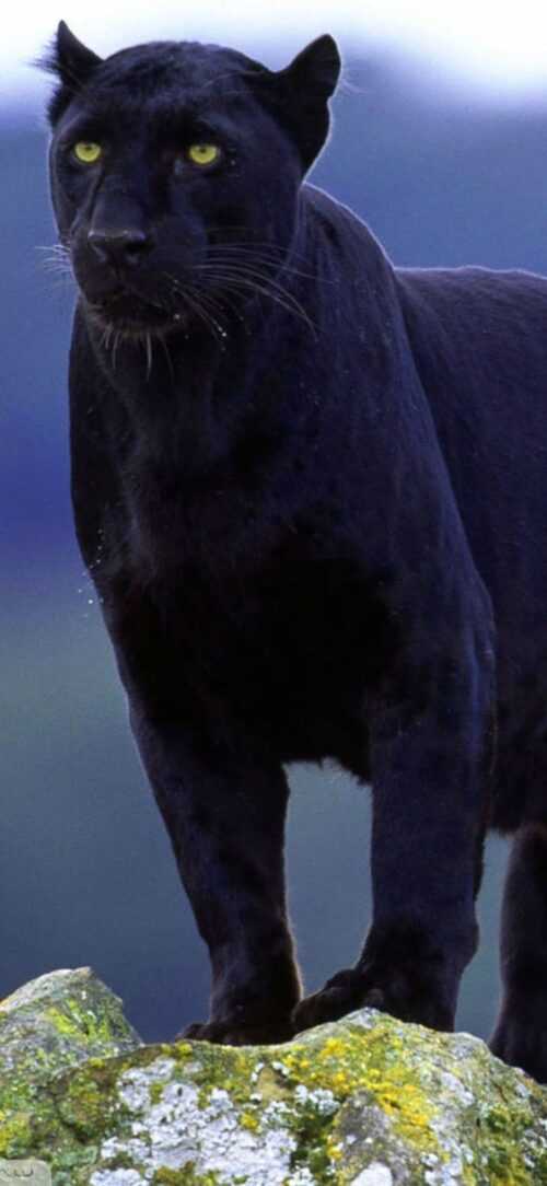 Orca Wallpaper - iXpap