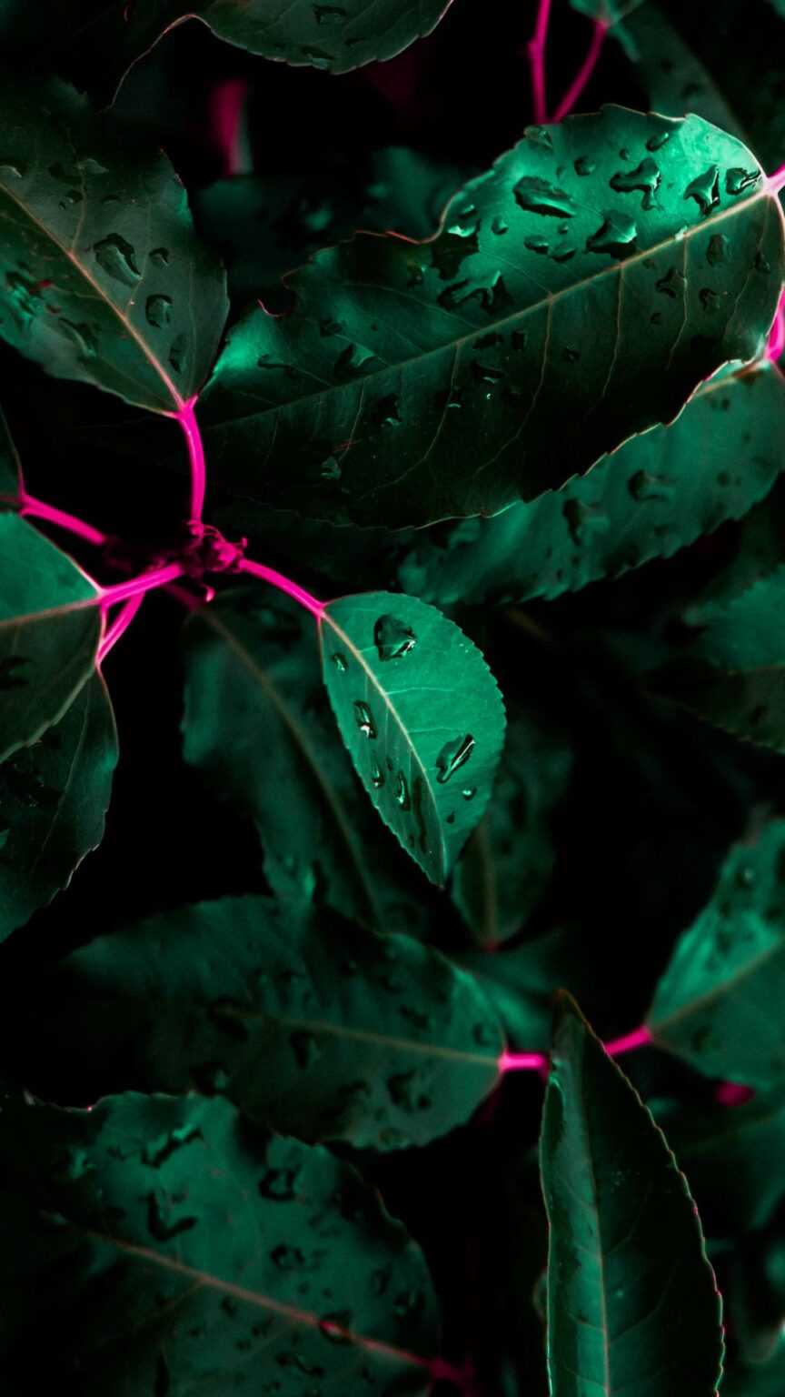 Green Leaf Wallpaper - iXpap