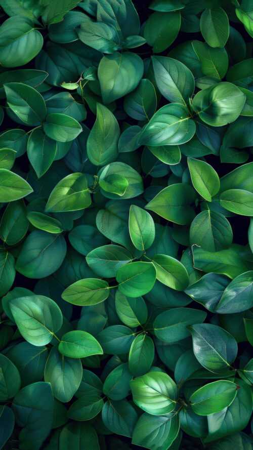 Green Leaves Wallpaper - iXpap
