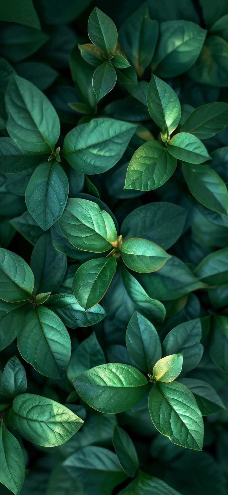 Green Leaves Wallpaper - iXpap