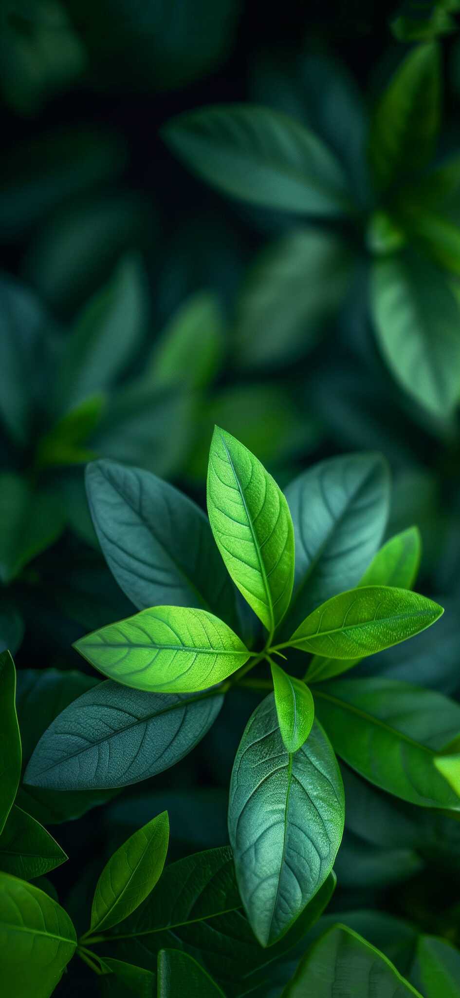 Green Leaves Wallpaper - iXpap