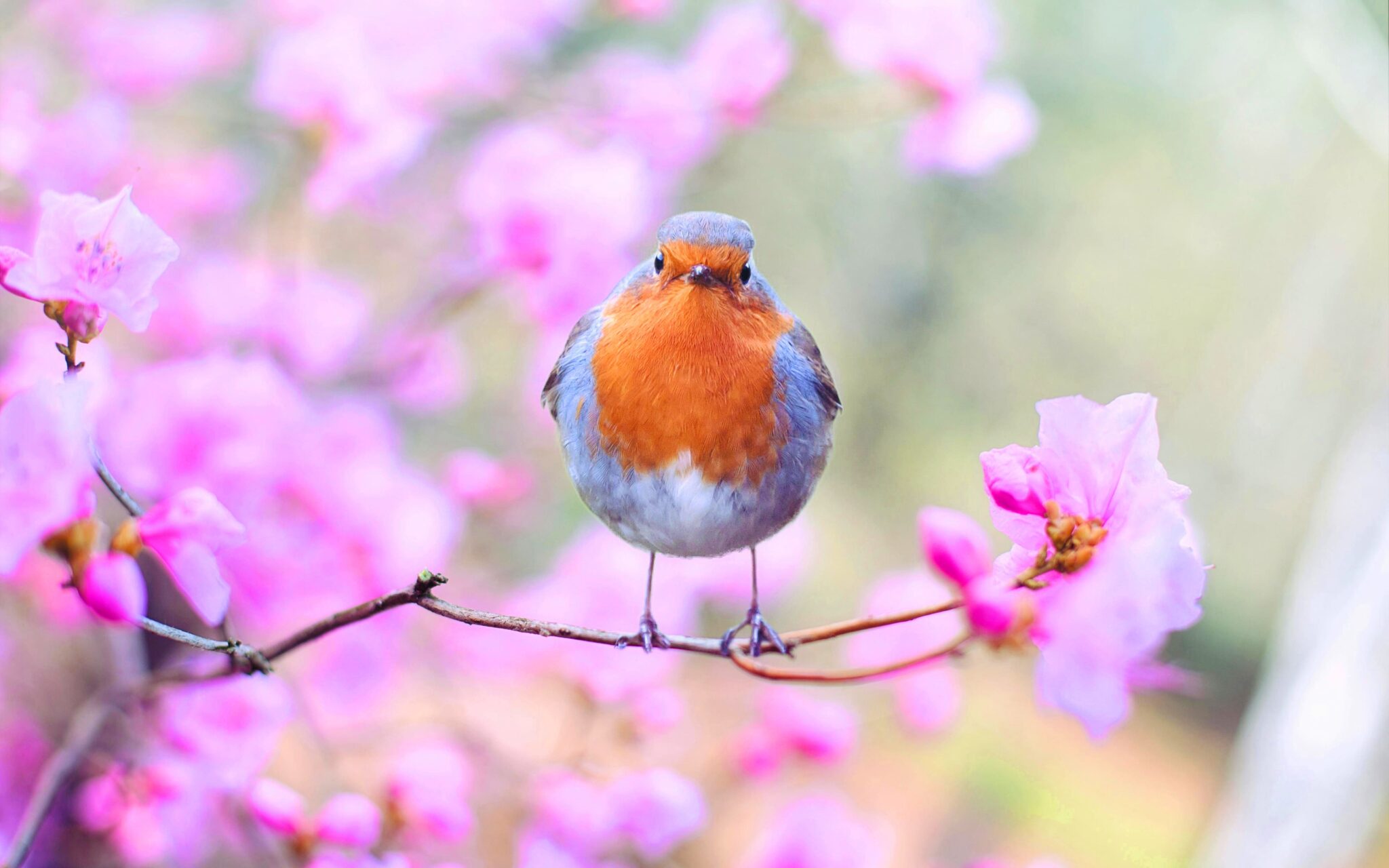 Frühling Wallpaper - iXpap