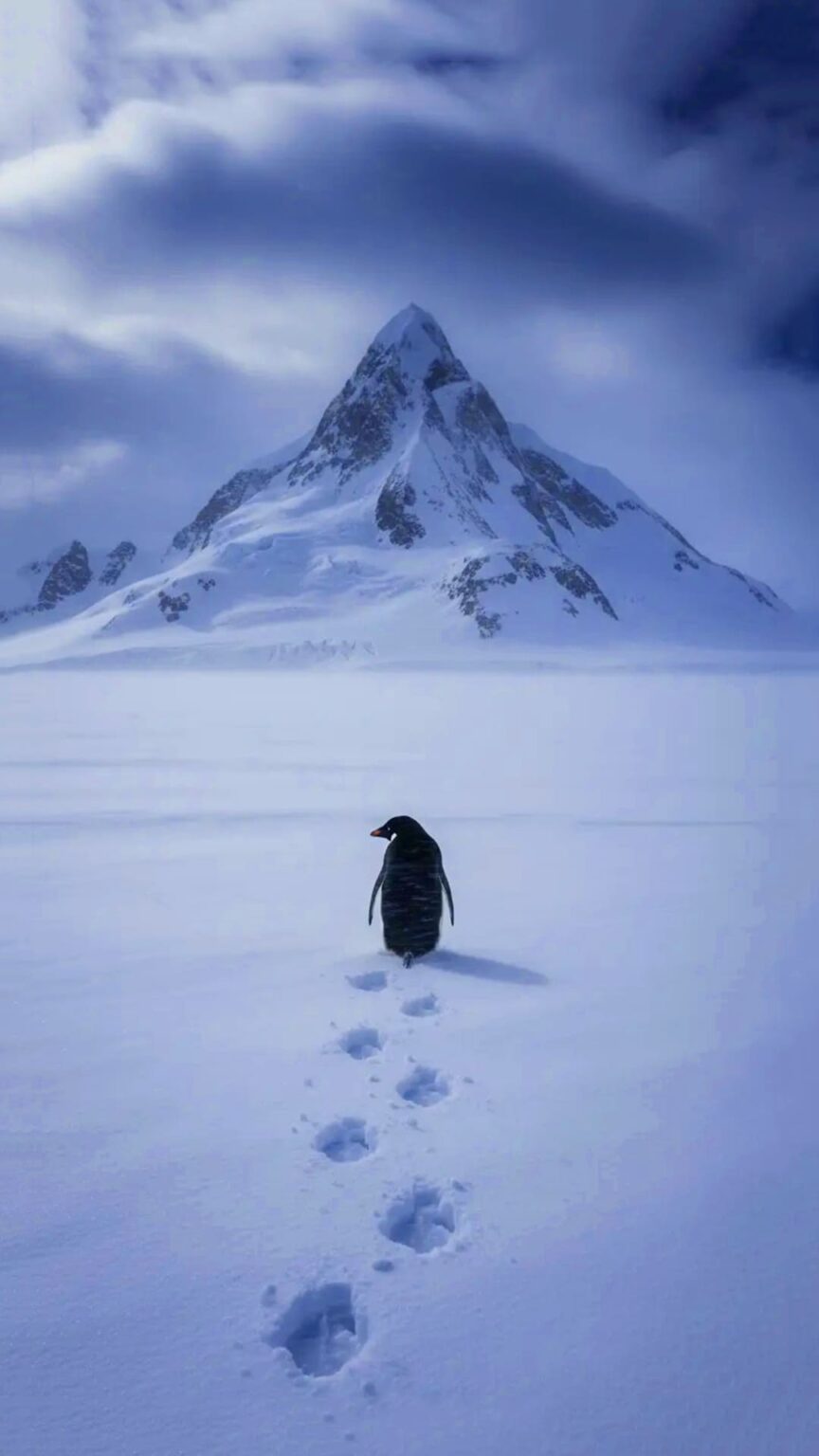 Penguin Mountain Wallpaper - iXpap